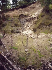 Sheep Creek-Live Pole Drains