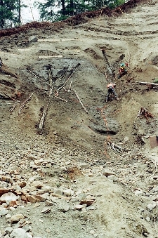 Sheep Creek-Live Pole Drains